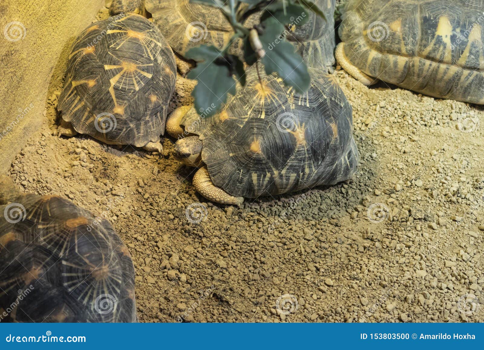 Bell s hinge-back tortoise stock photo. Image of africa - 153803500