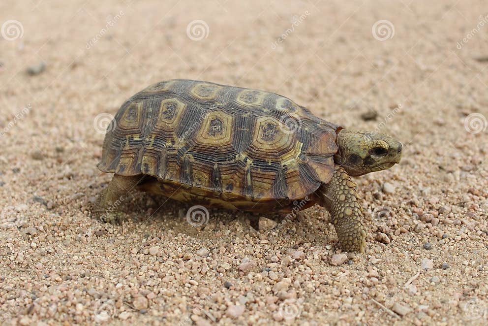 Bell s hinge-back tortoise stock image. Image of side - 51326197