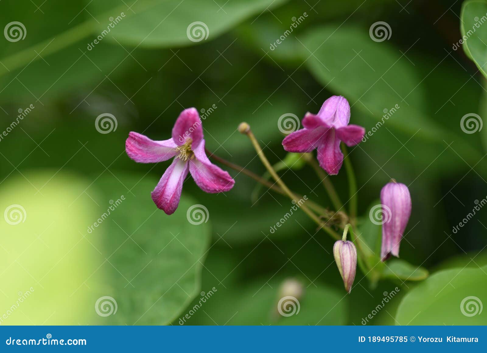Bell-shaped Clematis stock image. Image of plant, background - 189495785