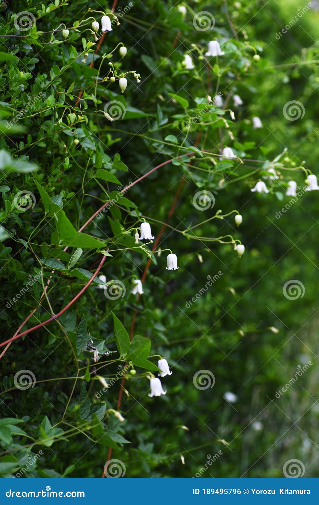 Bell-shaped Clematis stock photo. Image of detail, nature - 189495796