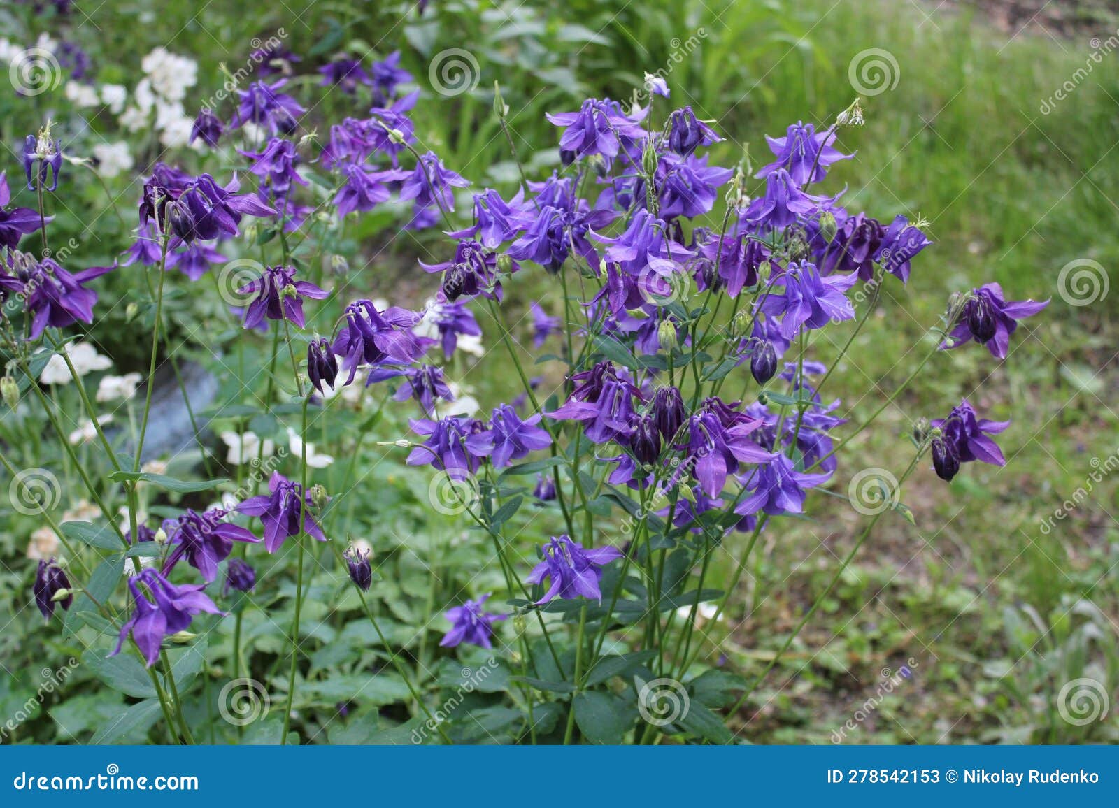 Bell-shaped Corolla of Dark Blue Colour Stock Image - Image of shaped ...