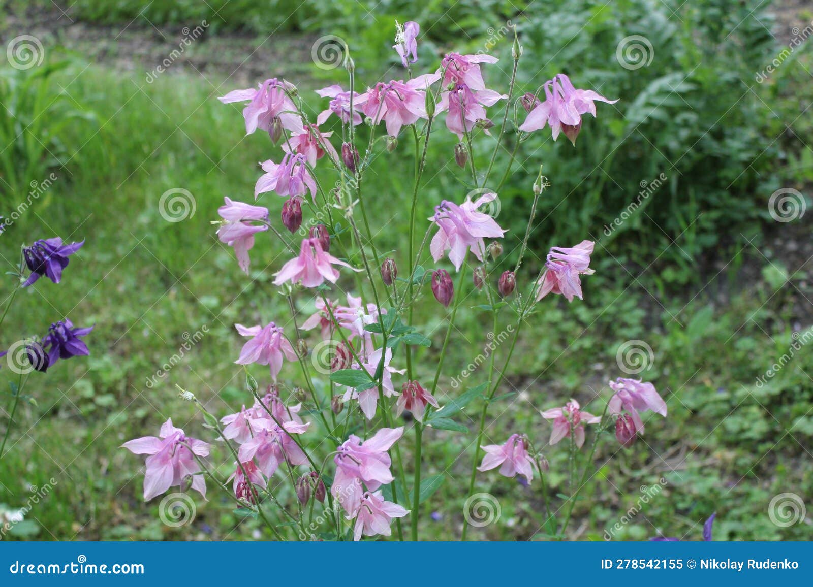 Bell-shaped Corolla of Pink Colour Stock Image - Image of flowerbed ...