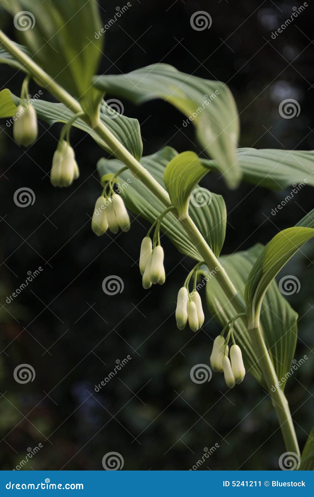 Bell shaped flower buds stock image. Image of bell, archin - 5241211