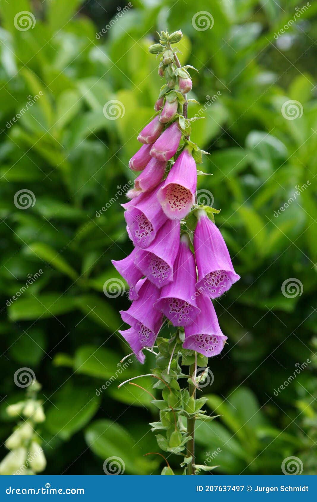 Bell shaped flowers stock image. Image of wildflower - 207637497