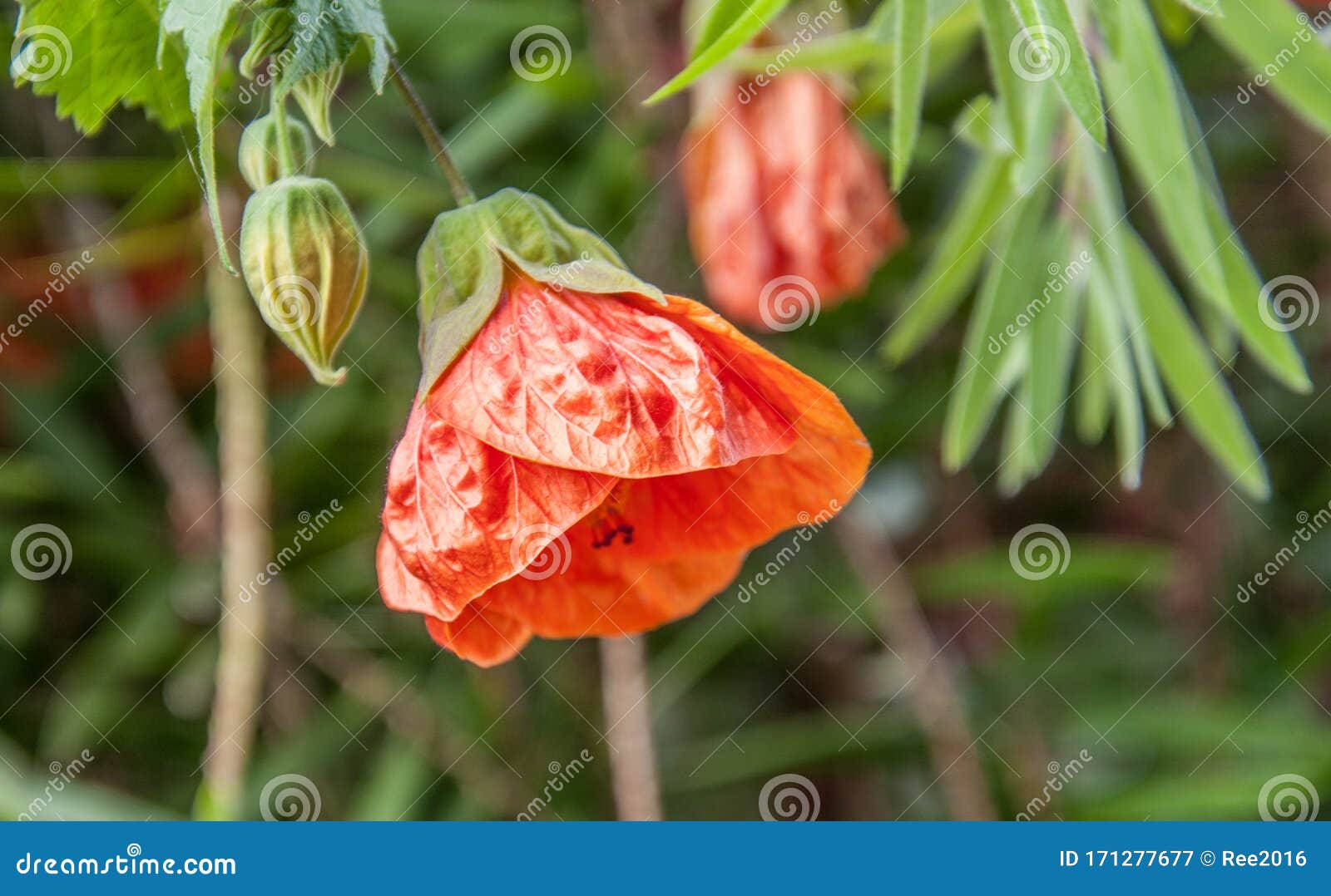 A Bell Shaped Orange Flower Stock Image - Image of orangeflower, green ...