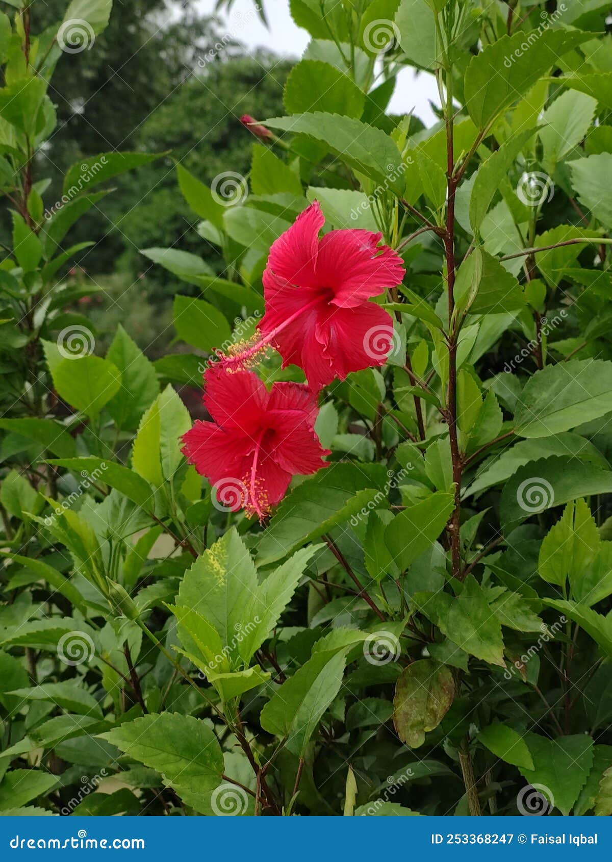 Bell Shaped Red Flowers stock image. Image of yard, blooming - 253368247