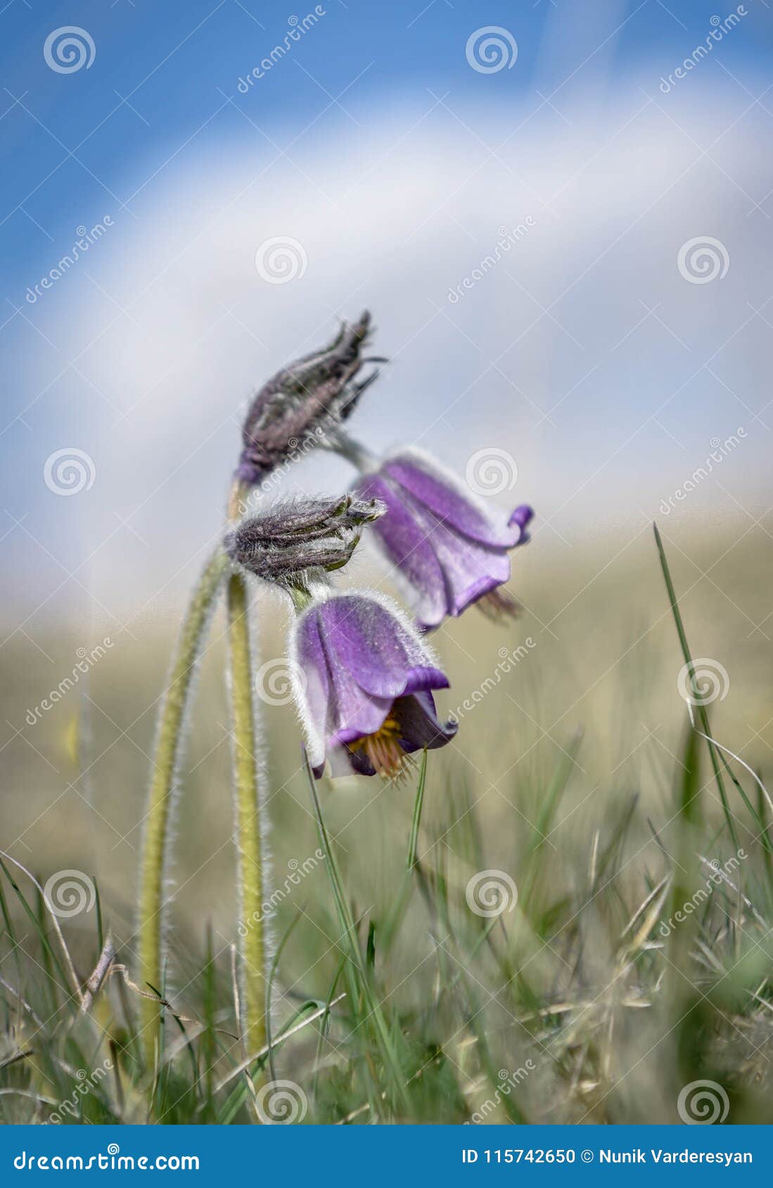 Bell Spring Flower. Beautiful Purple . Stock Photo - Image of flora ...