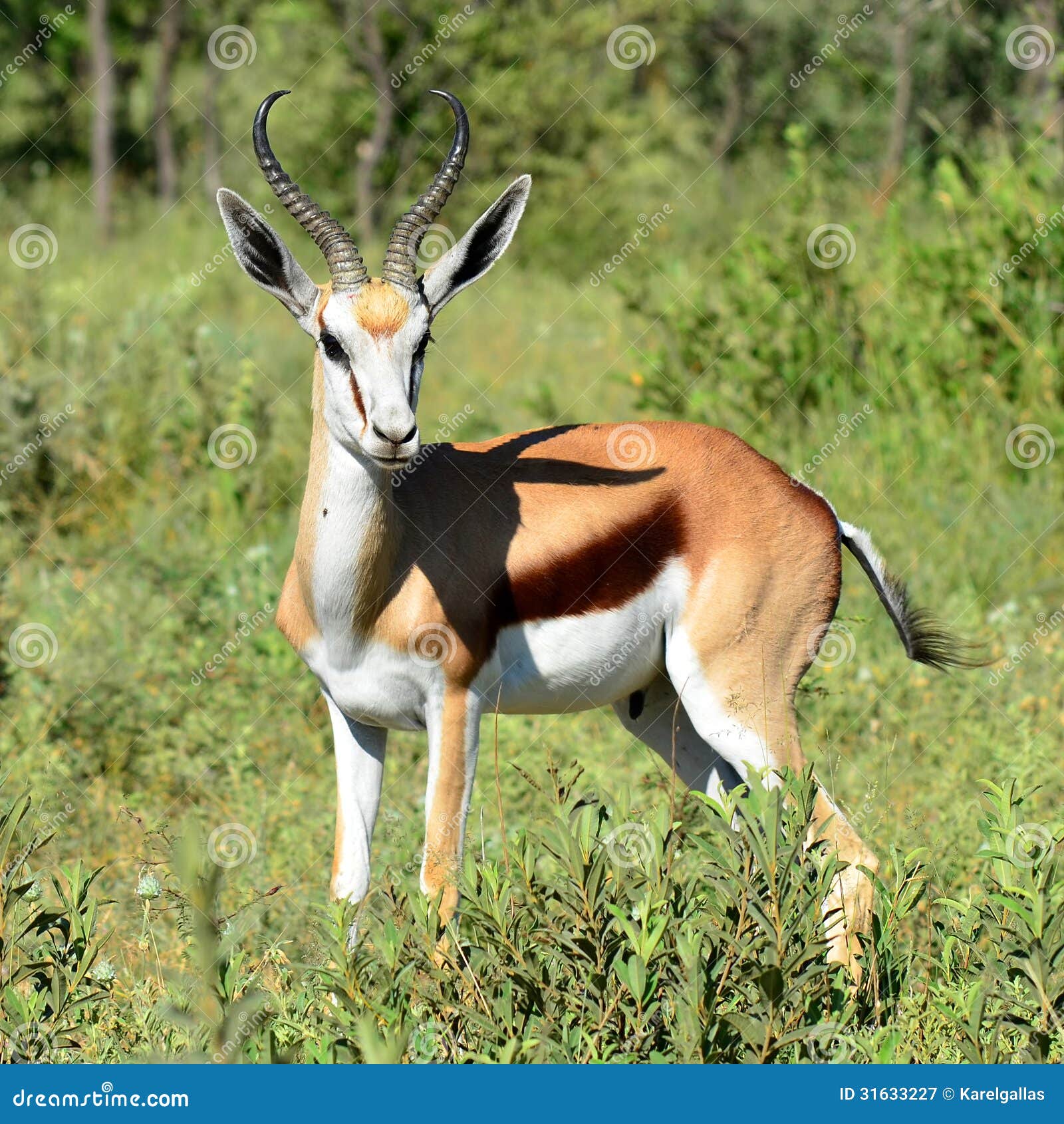 Bella Antilope Dell'antilope Saltante Immagine Stock - Immagine di ...