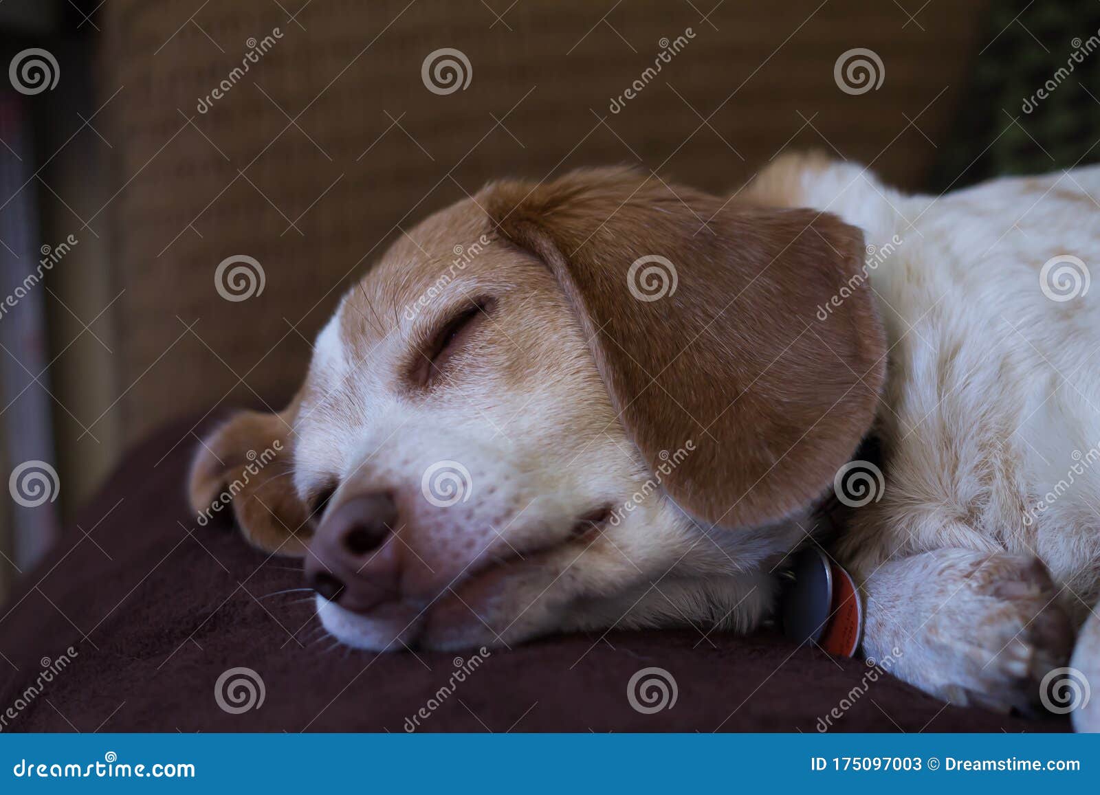 Beagle sleeping tight stock image. Image of beagle, peacefully - 175097003