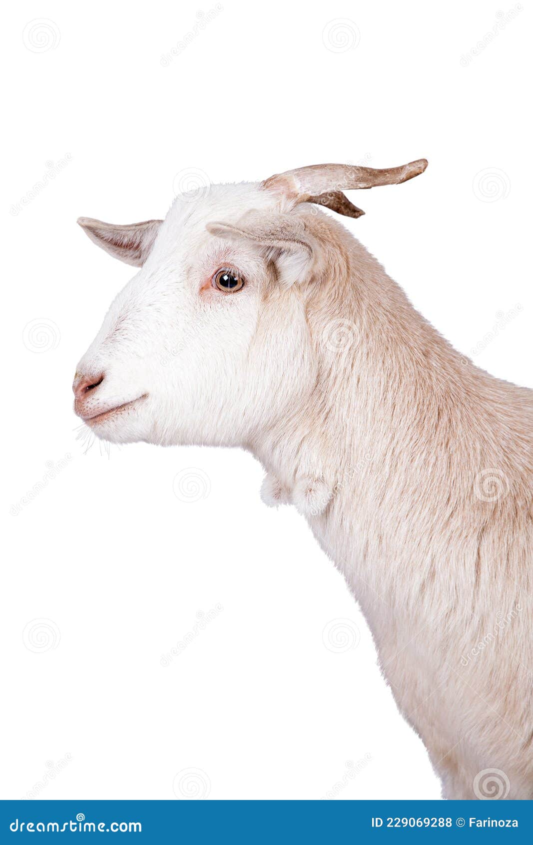 Bella Cabra Blanca Aislada En Fondo Blanco Foto de archivo - Imagen de ...