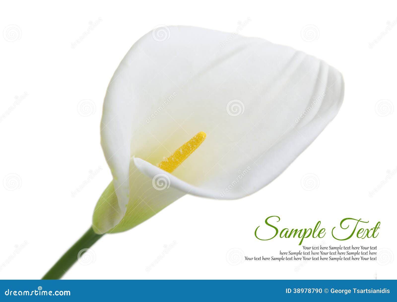 Bella calla bianca fotografia stock. Immagine di regalo - 38978790