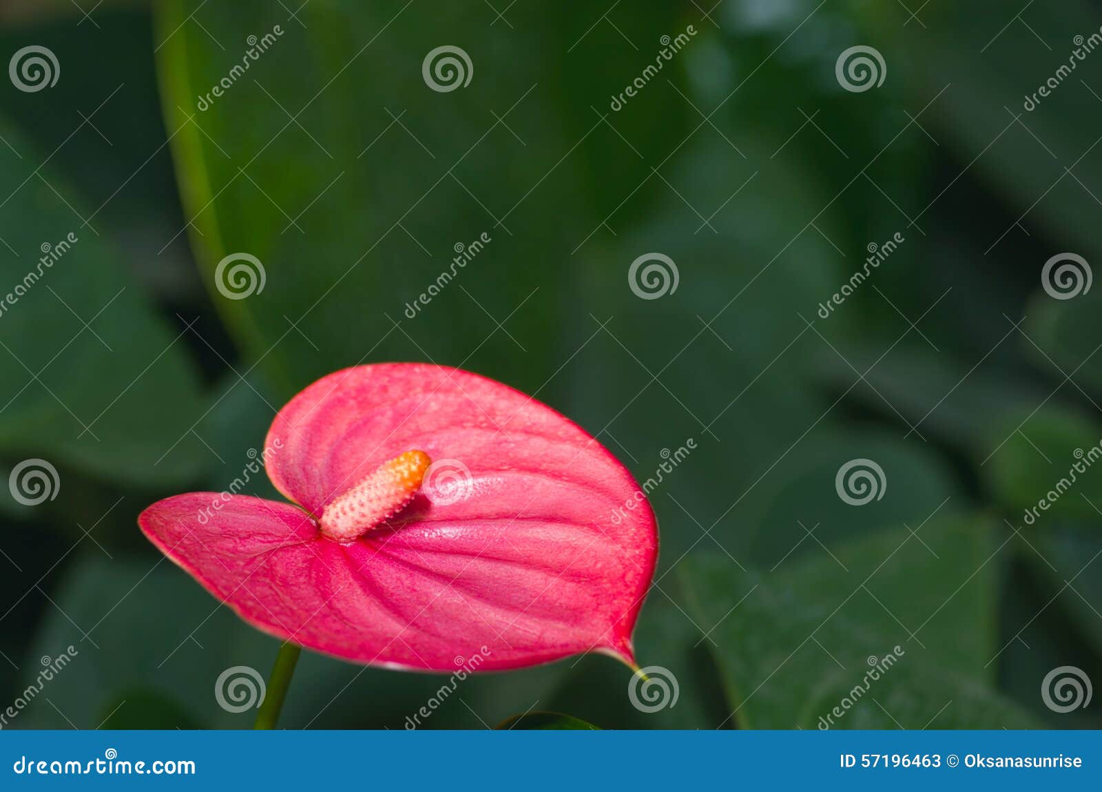 Bella Calla Rossa Del Fiore Immagine Stock - Immagine di colore ...