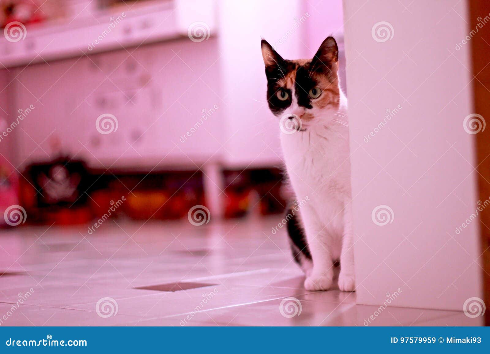 Bella the Cat is Looking at this Black Thing the Camera in Front of Har ...