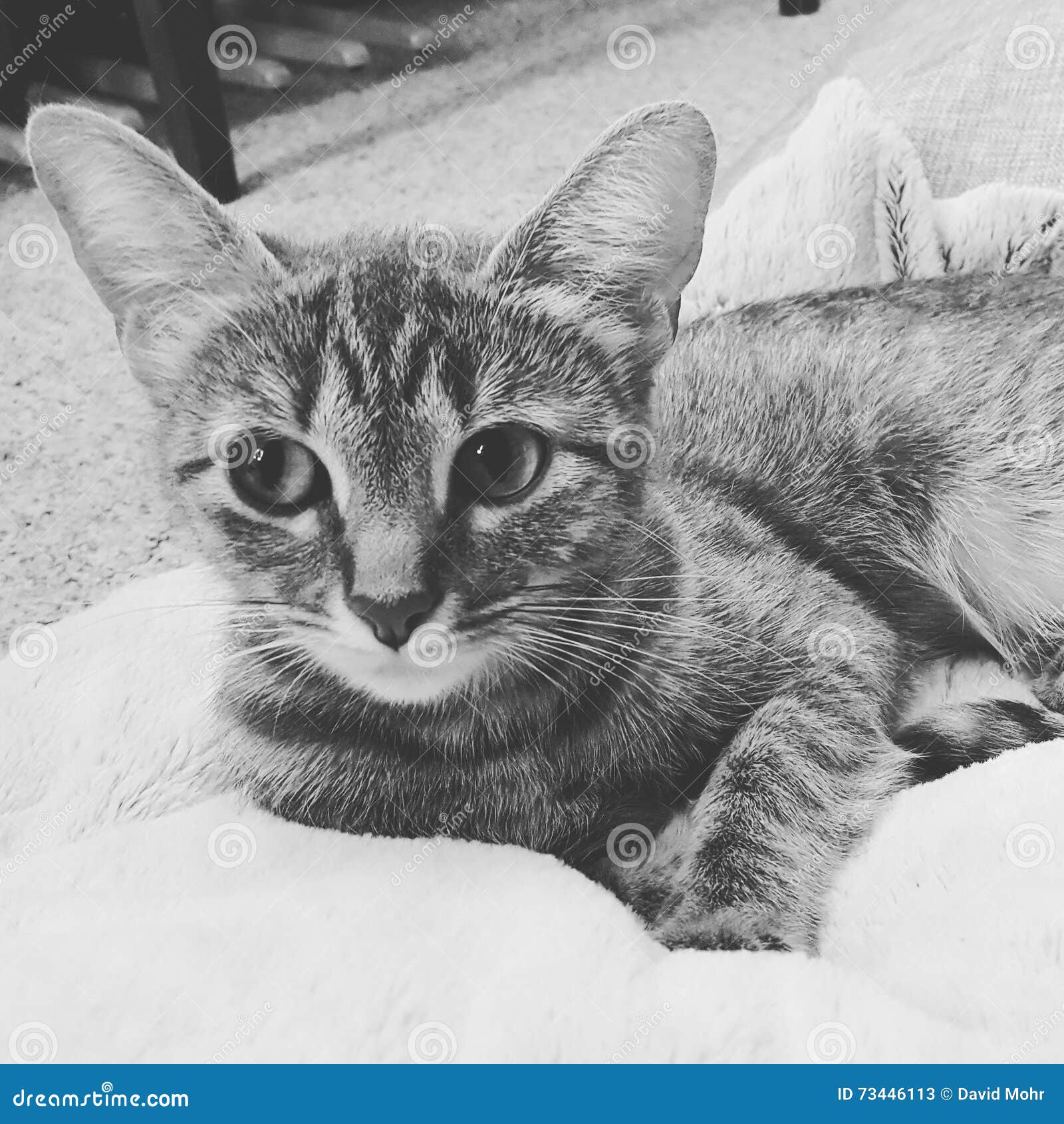 Bella the cat stock image. Image of skinny, white, black - 73446113