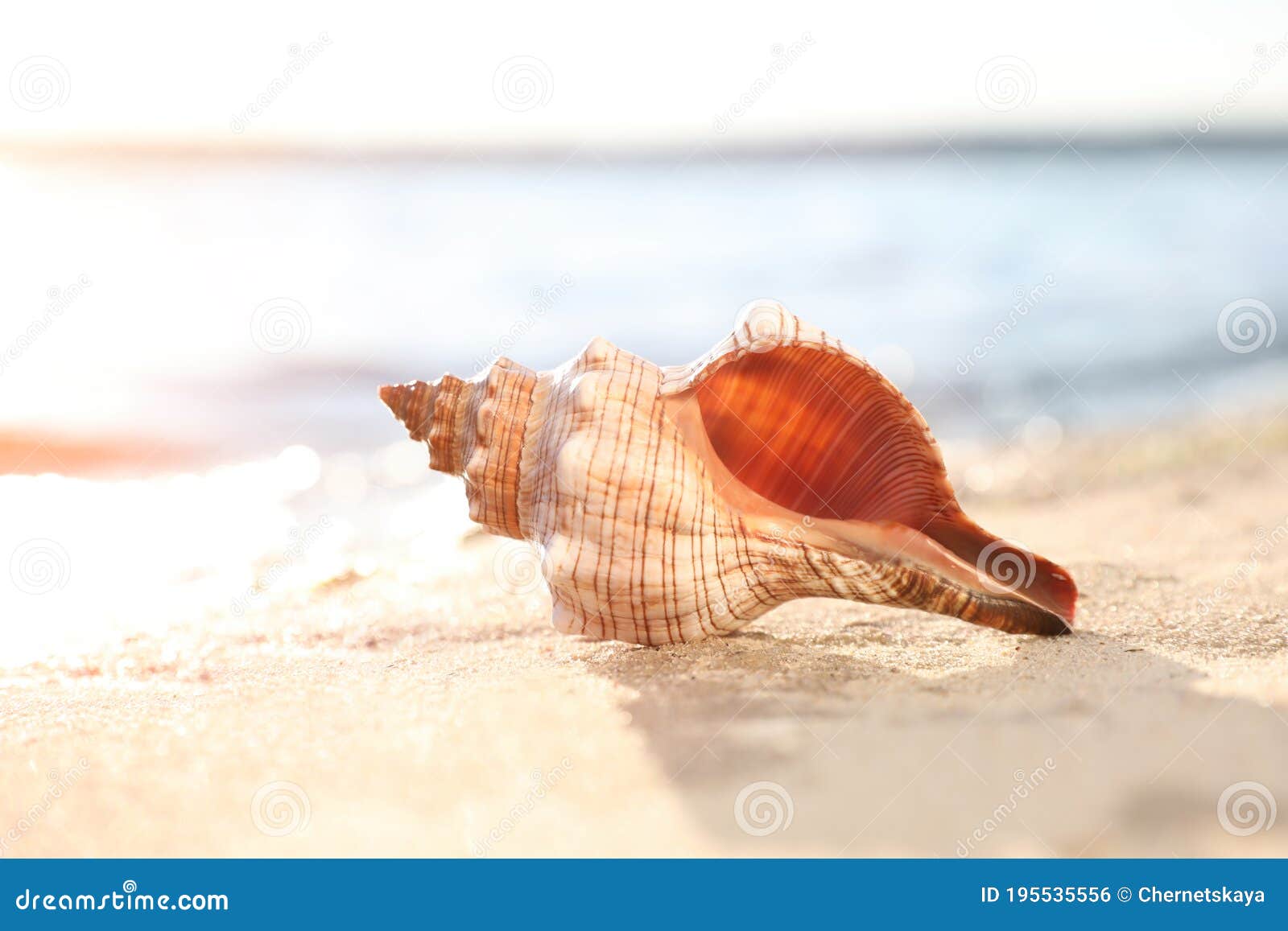 Bella Concha De Mar En La Playa De Arena Foto de archivo - Imagen de ...