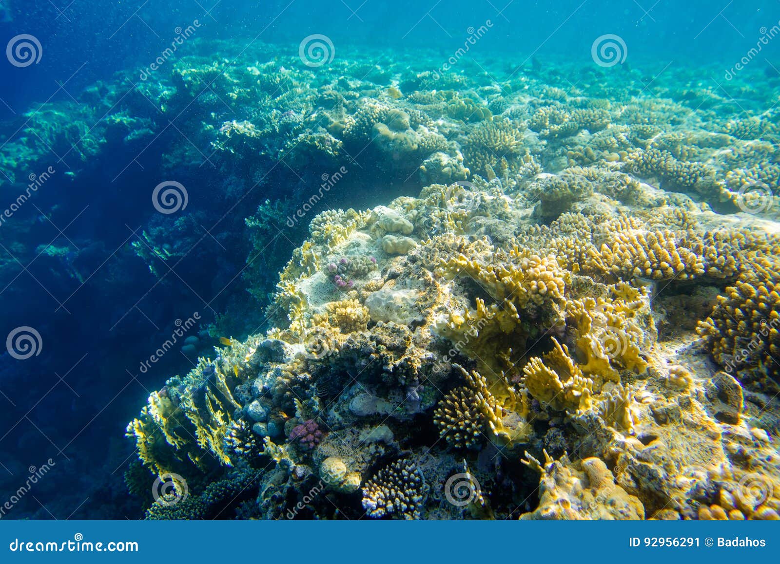 Bella E Diversa Barriera Corallina Con Il Pesce Del Mar Rosso Immagine ...