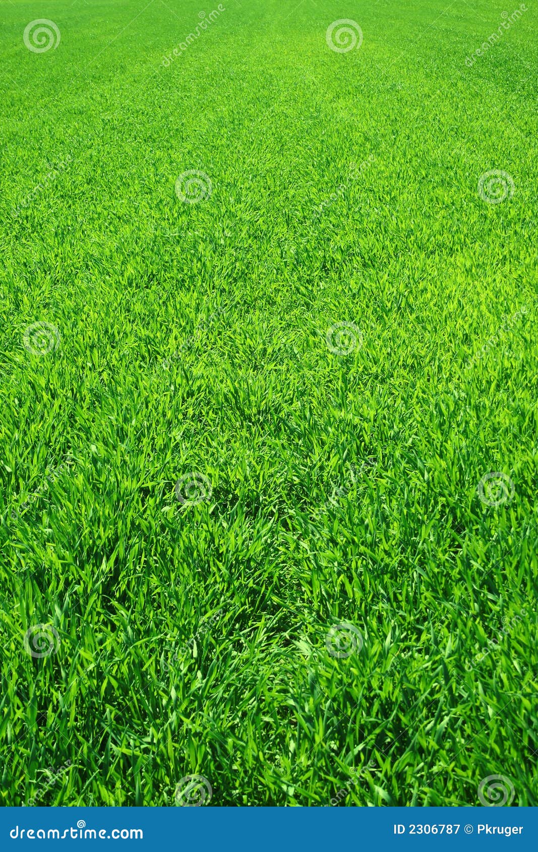 Bella erba verde immagine stock. Immagine di ambiente - 2306787