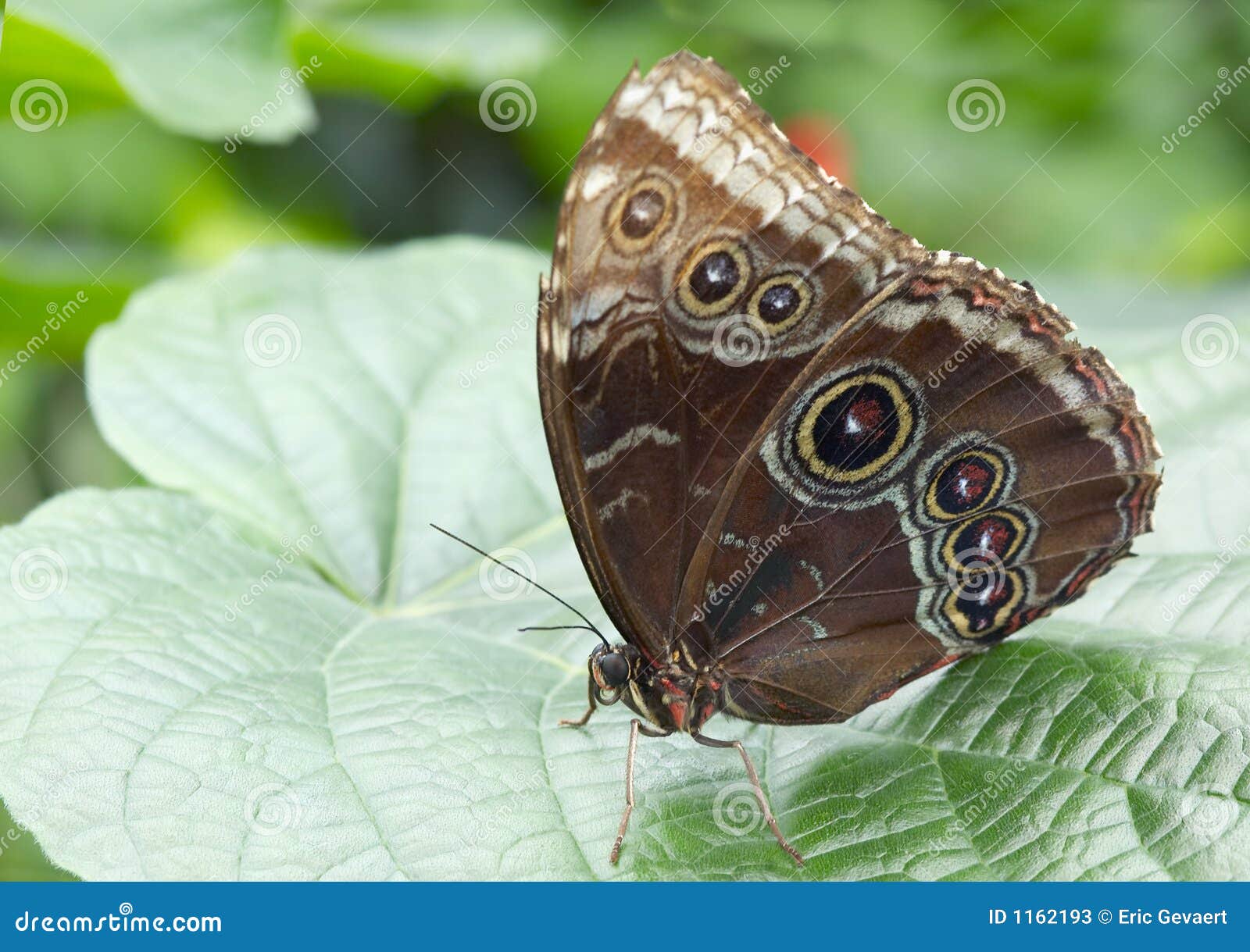 Bella farfalla immagine stock. Immagine di giorno, colorato - 1162193