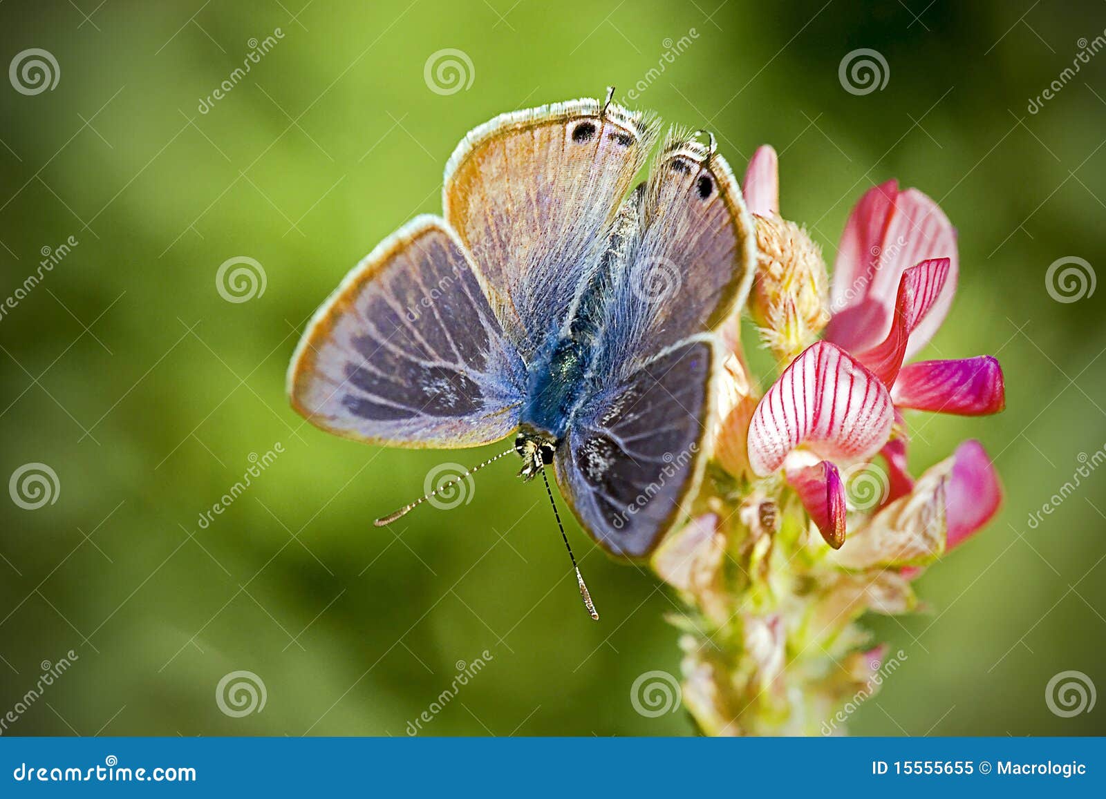 Bella farfalla immagine stock. Immagine di fiore, nave - 15555655