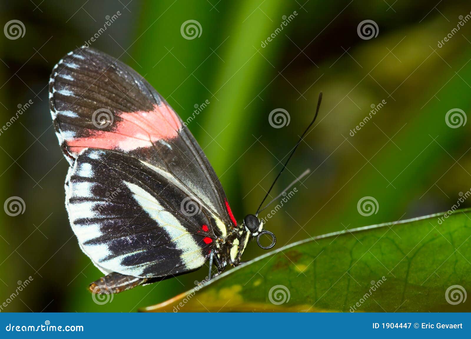 Bella farfalla immagine stock. Immagine di terra, colorazione - 1904447