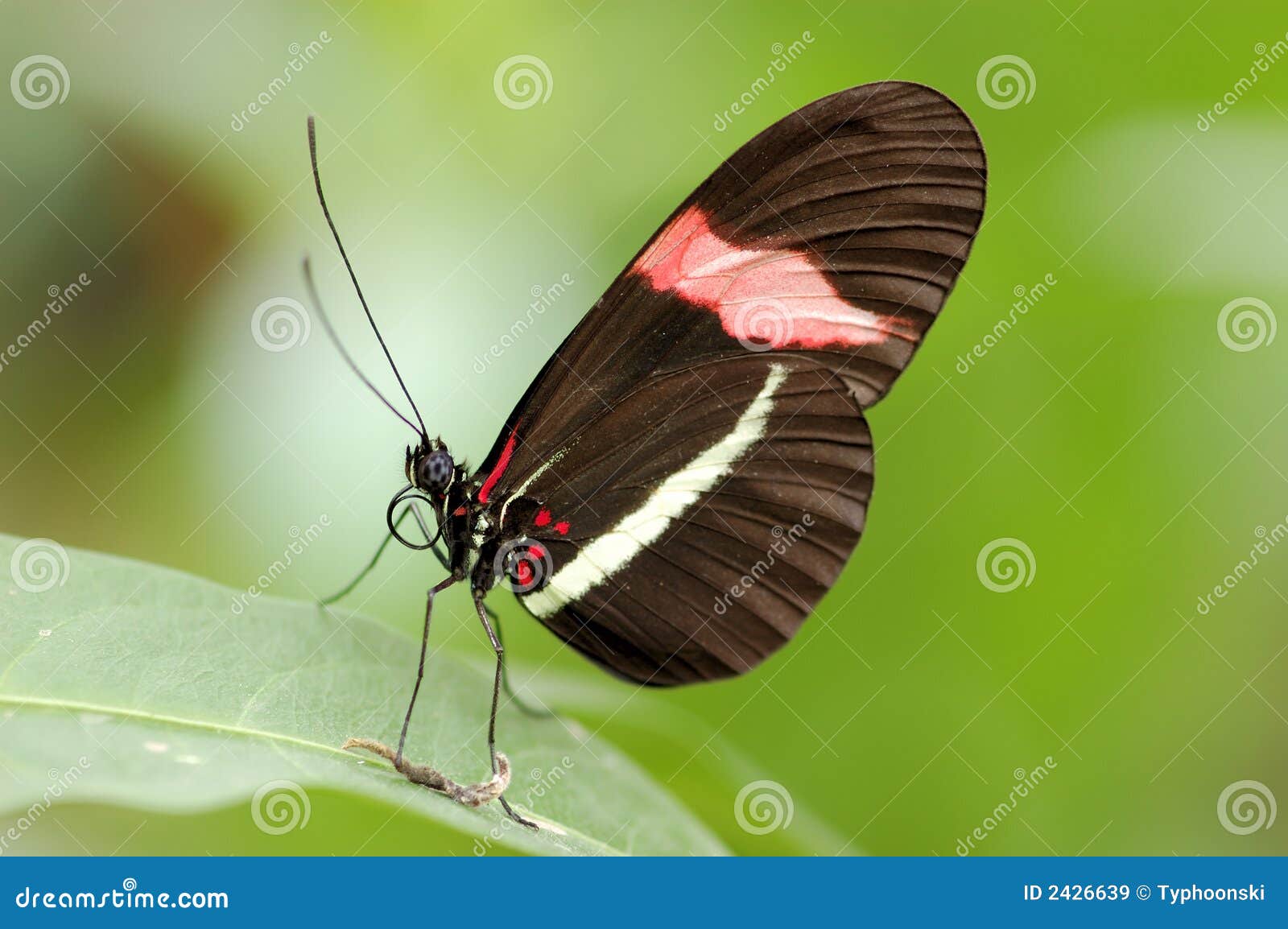 Bella farfalla immagine stock. Immagine di colorato, luce - 2426639