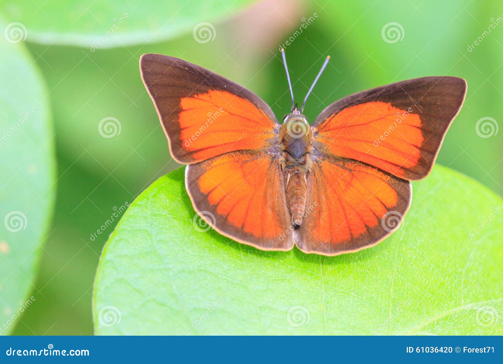 Bella farfalla fotografia stock. Immagine di animale - 61036420