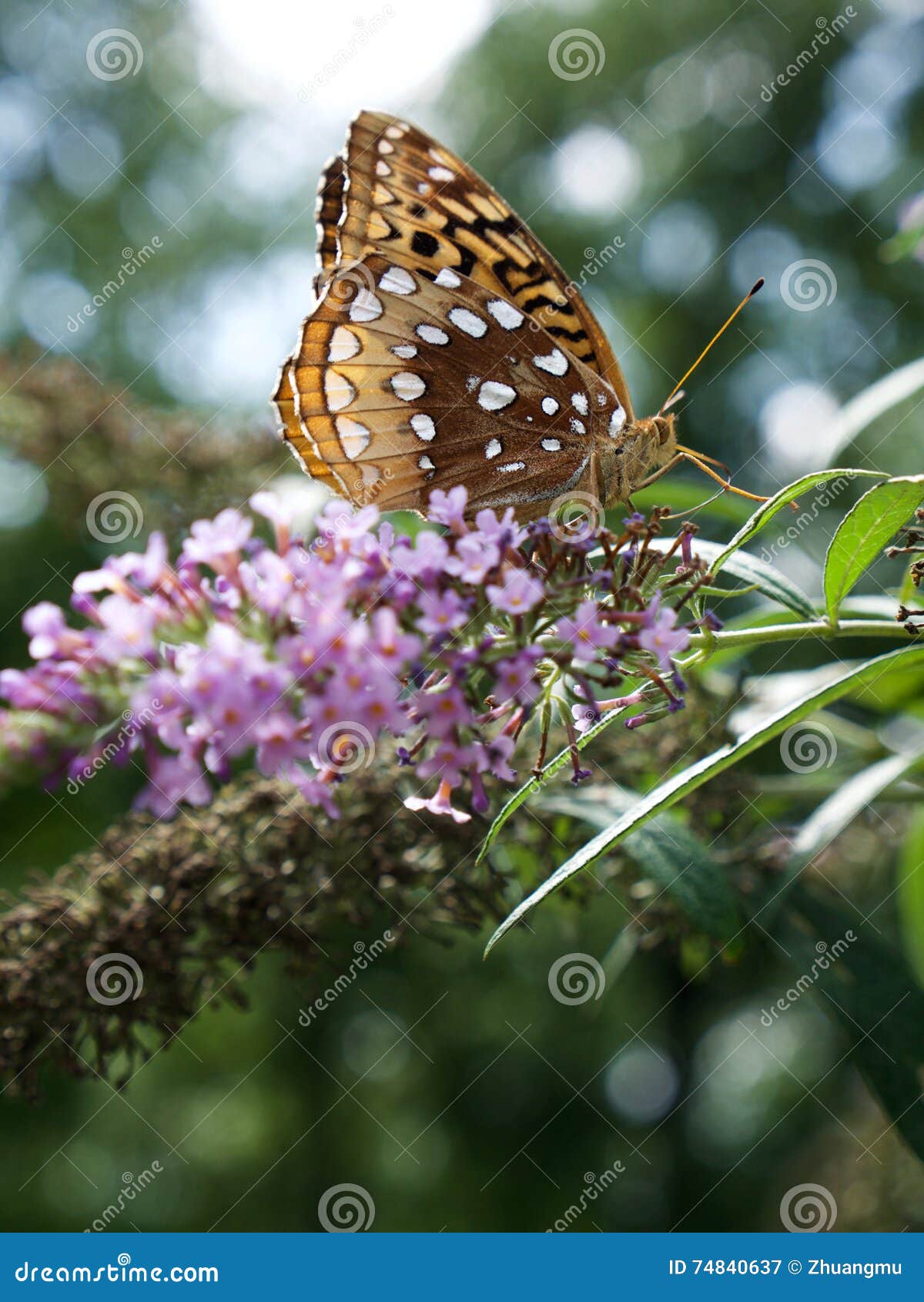 Bella farfalla immagine stock. Immagine di farfalla, bello - 74840637