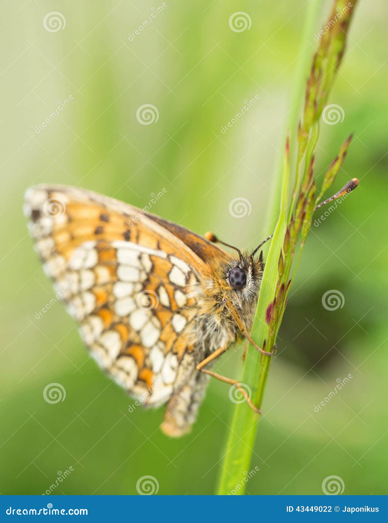 Bella farfalla arancione fotografia stock. Immagine di bellezza - 43449022
