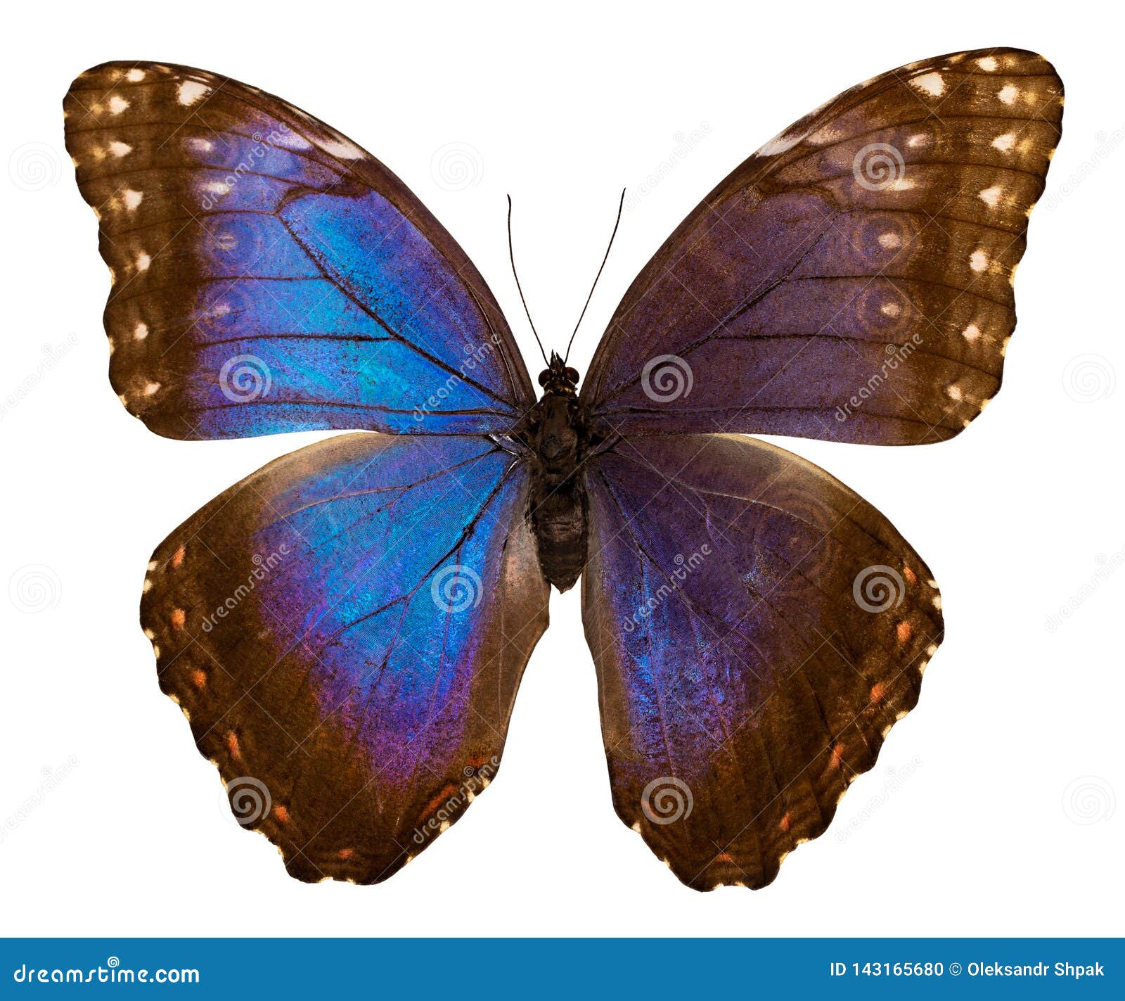 Bella Farfalla Blu Isolata Su Fondo Bianco Morpho Peleides Fotografia ...