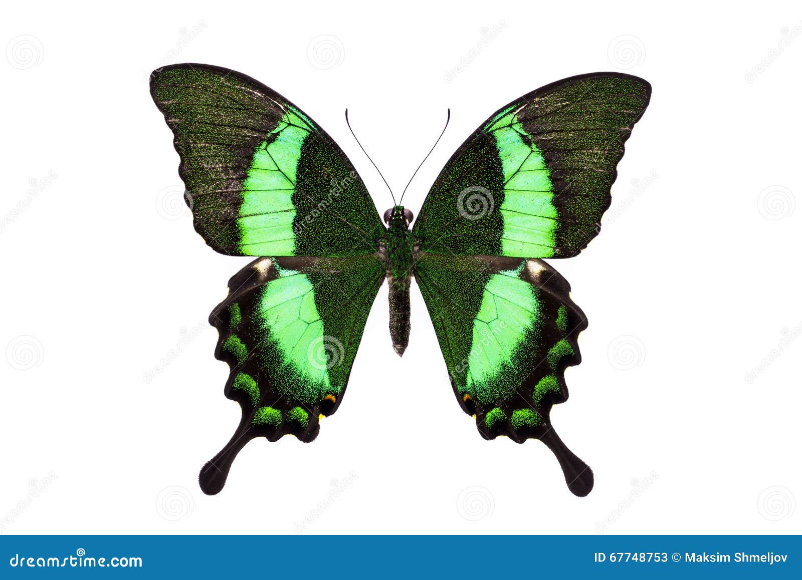 Bella Farfalla Con Le Ali Verdi Immagine Stock - Immagine di ...