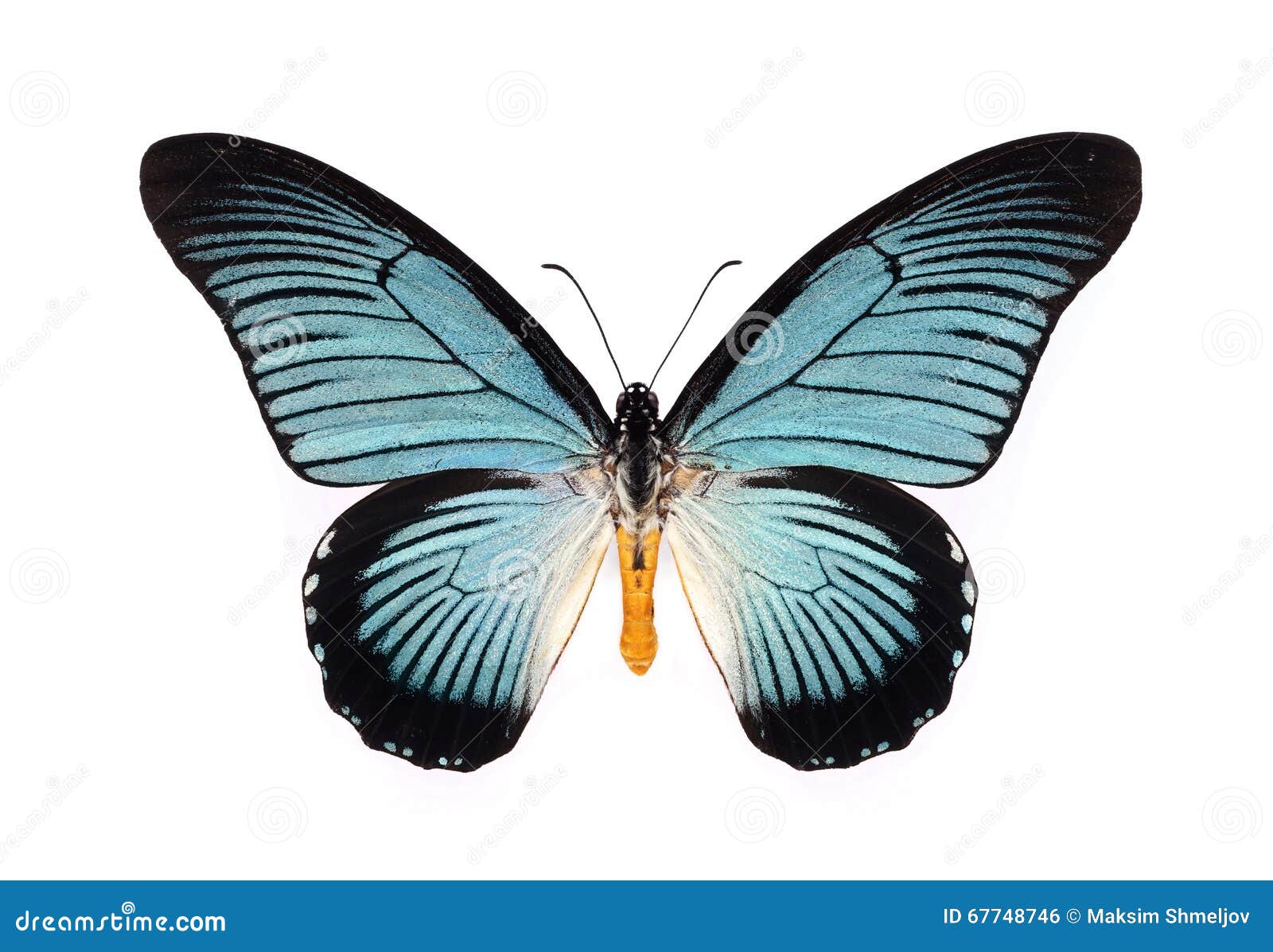 Bella Farfalla Con Le Ciano Ali Isolate Su Bianco Fotografia Stock ...