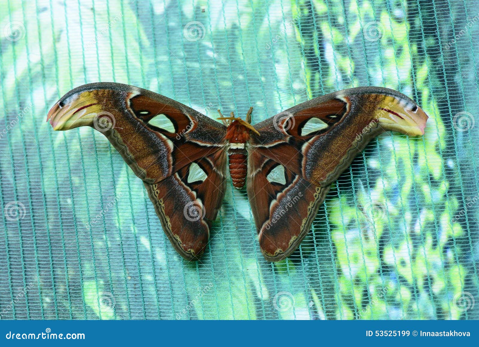 Bella Farfalla Dell'insetto Immagine Stock - Immagine di nero, verde: 53525199