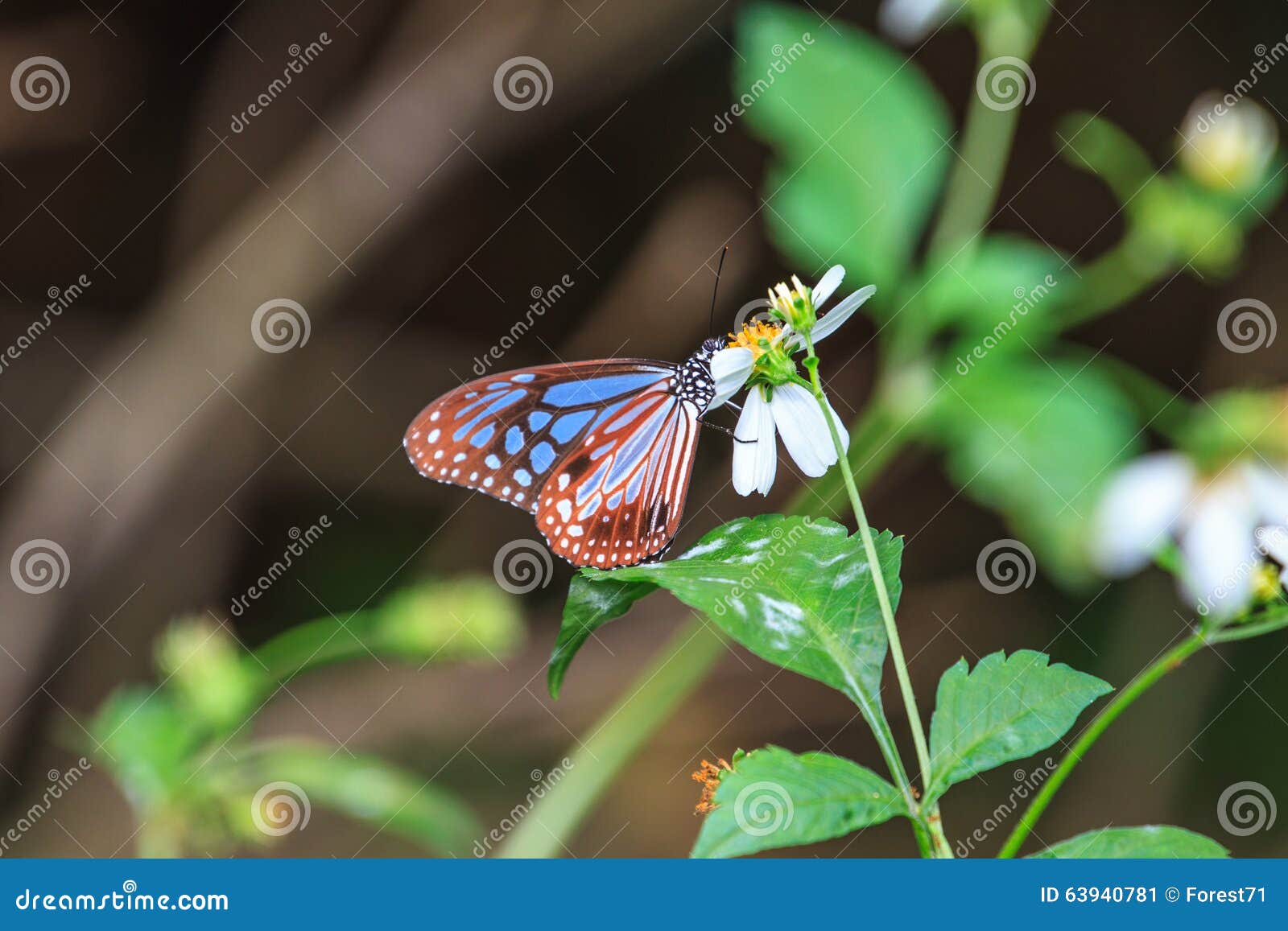 Bella farfalla in foresta immagine stock. Immagine di bianco - 63940781