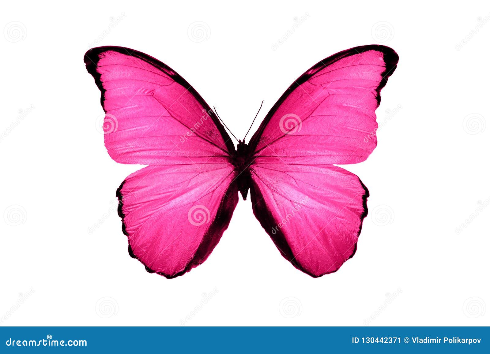 Bella Farfalla Rosa Isolata Su Fondo Bianco Immagine Stock - Immagine ...