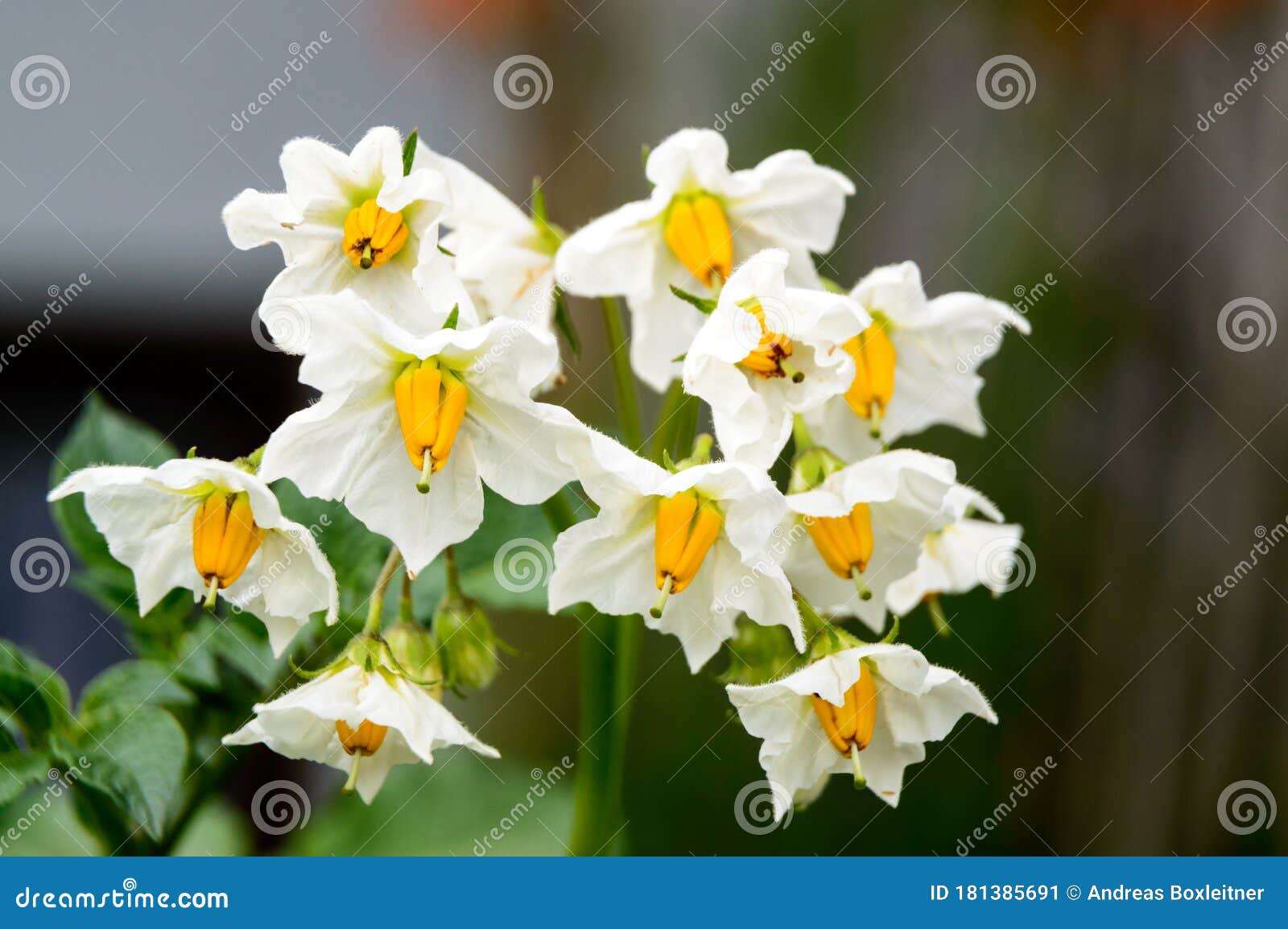 Bella Flor De Papa Solanum Tuberosum Imagen de archivo - Imagen de ...