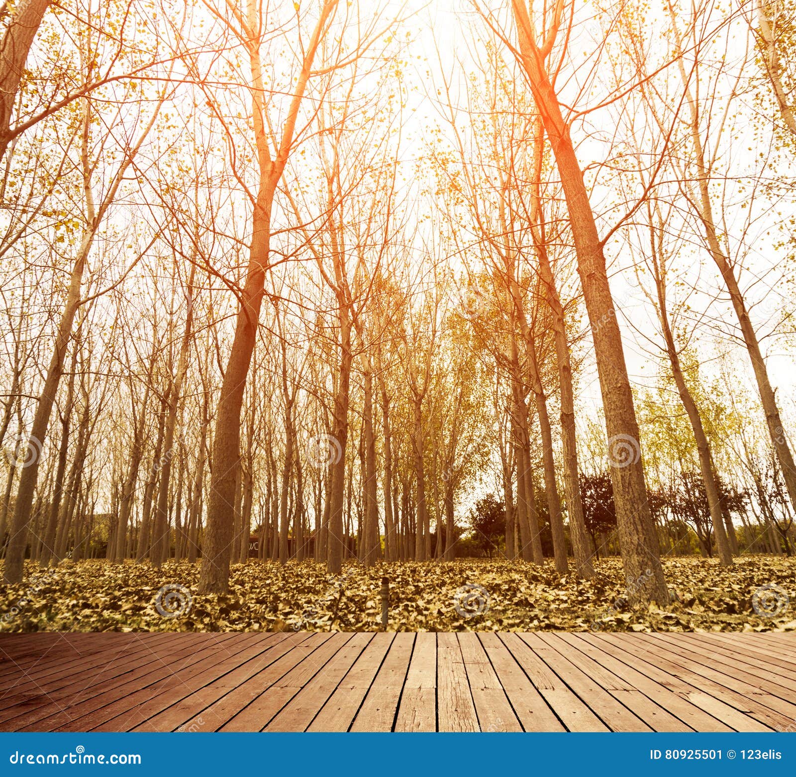 Bella foresta immagine stock. Immagine di foresta, afflitto - 80925501