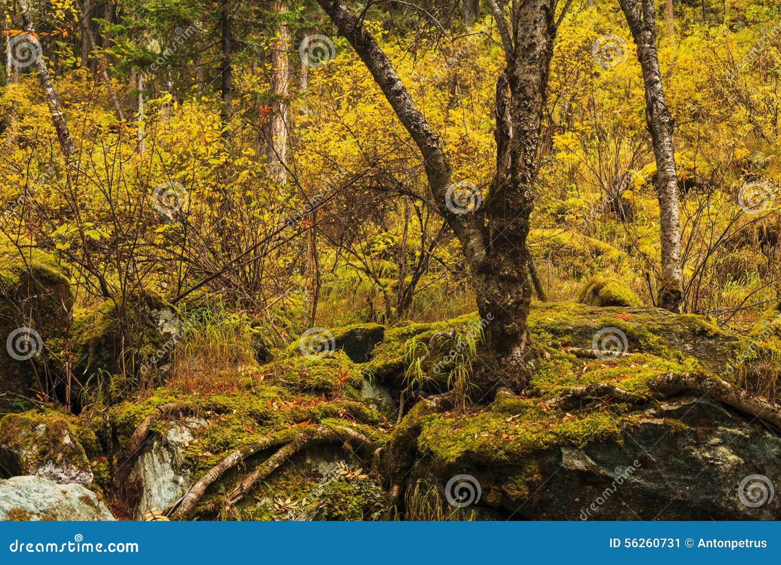 Bella Foresta Dorata Di Autunno Immagine Stock - Immagine di estratto ...