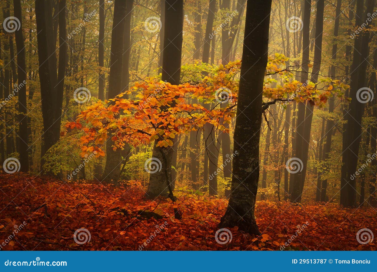 Bella Foresta Durante L'autunno Immagine Stock - Immagine di palude ...