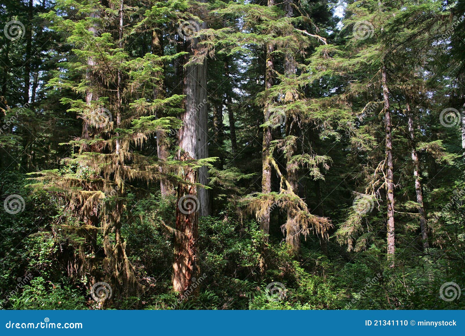 Bella Foresta Pluviale in Columbia Britannica, Canada Fotografia Stock ...