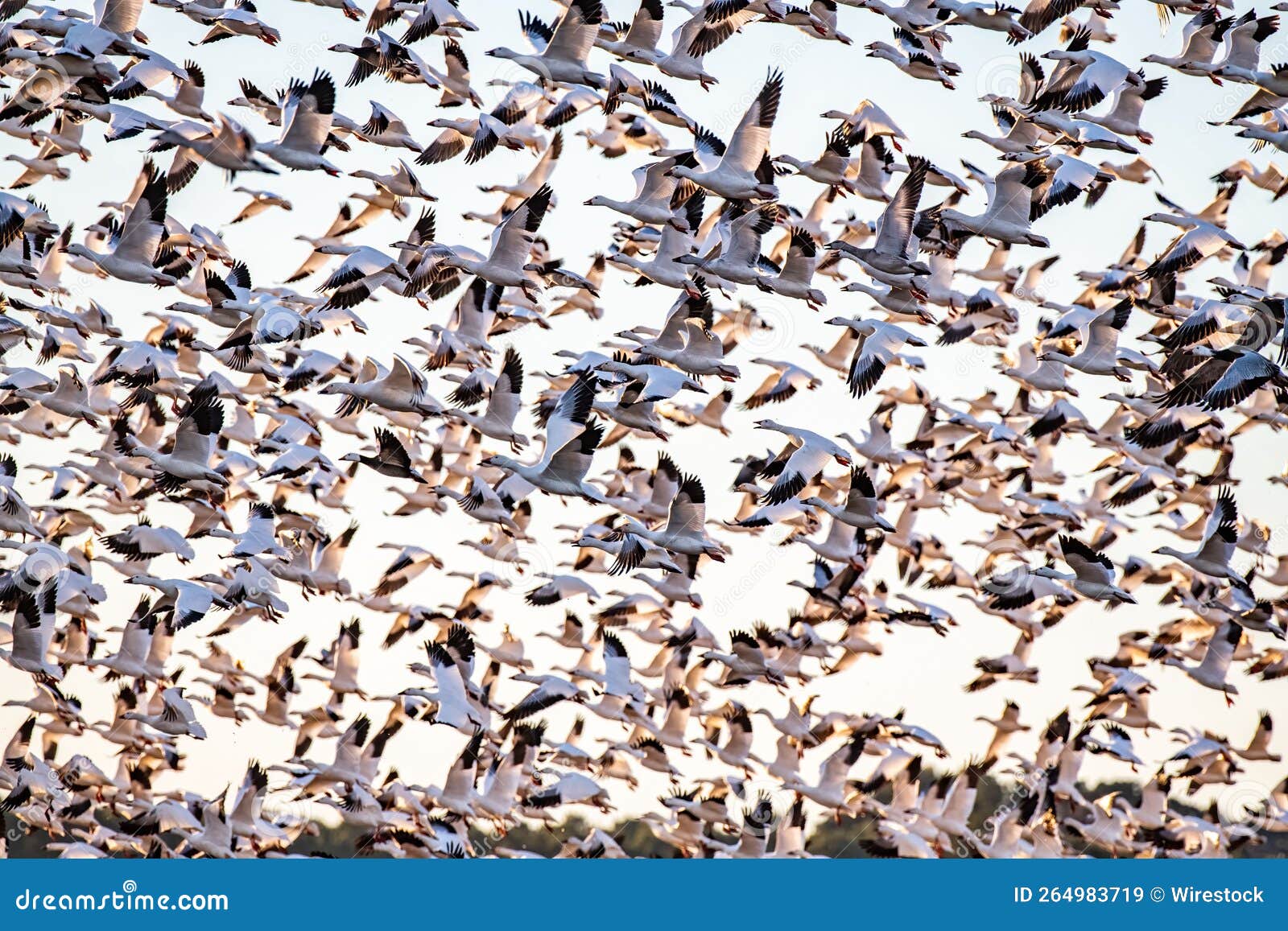 Bella Foto De Un Grupo De Aves Migrando Con El Sol Brillando Sobre ... Bella Foto De Un Grupo De Aves Migrando Con El Sol Brillando Sobre ...