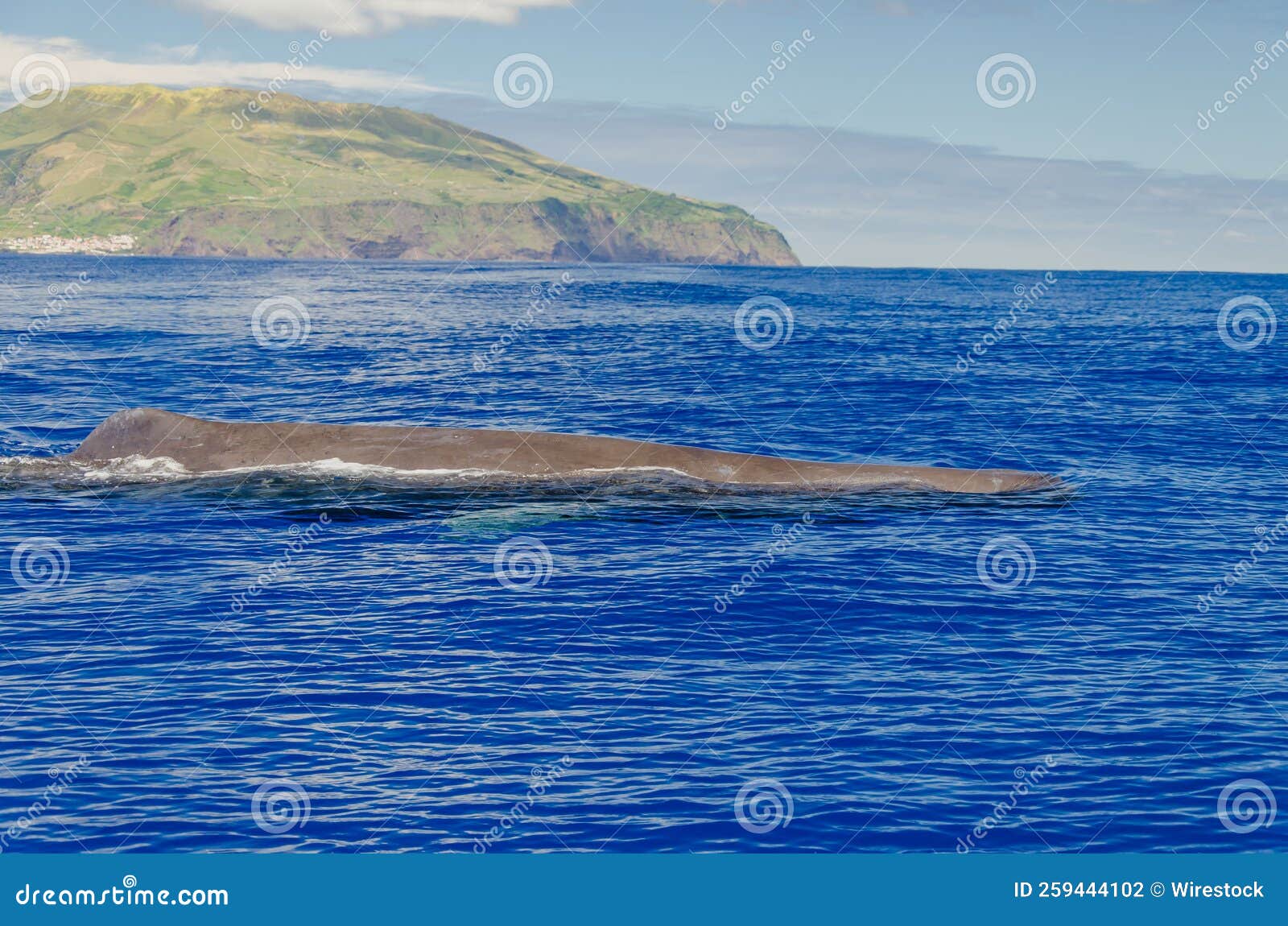 Bella Foto De Una Ballena Esperma Que Se Muestra En La Superficie Del ... Bella Foto De Una Ballena Esperma Que Se Muestra En La Superficie Del ...