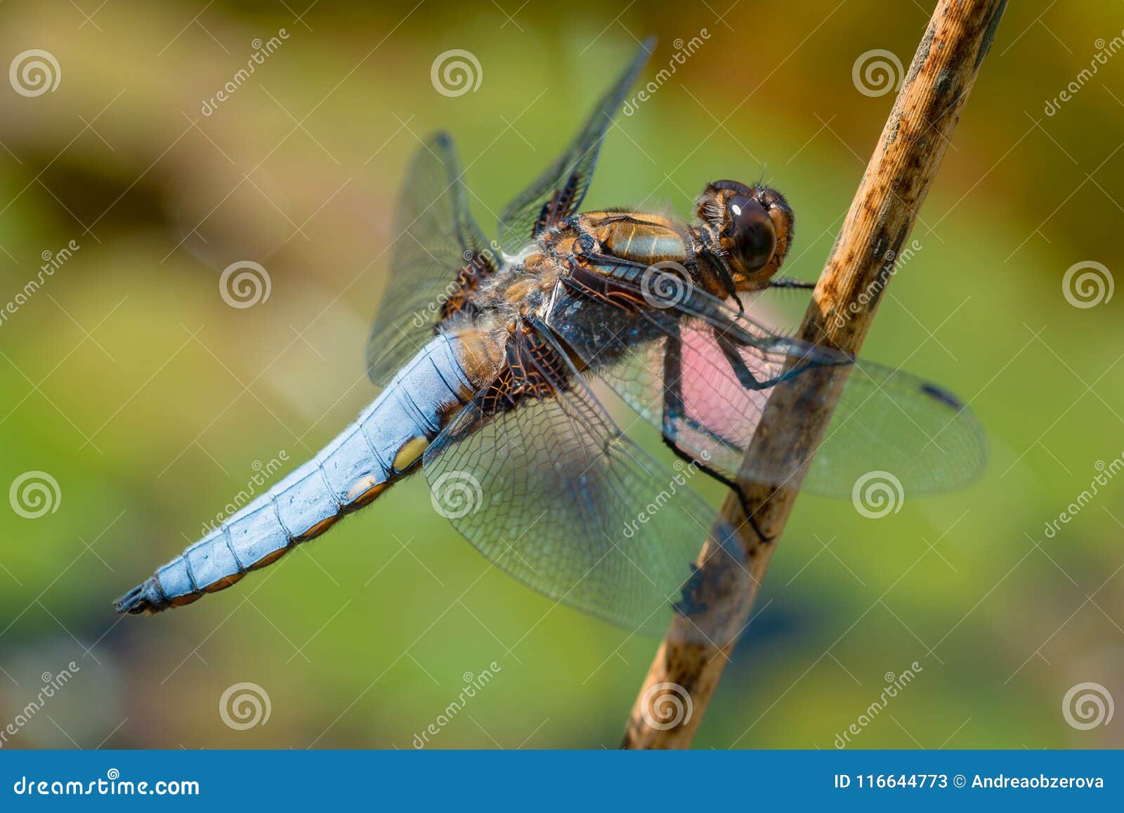 Bella libellula blu immagine stock. Immagine di soleggiato - 116644773
