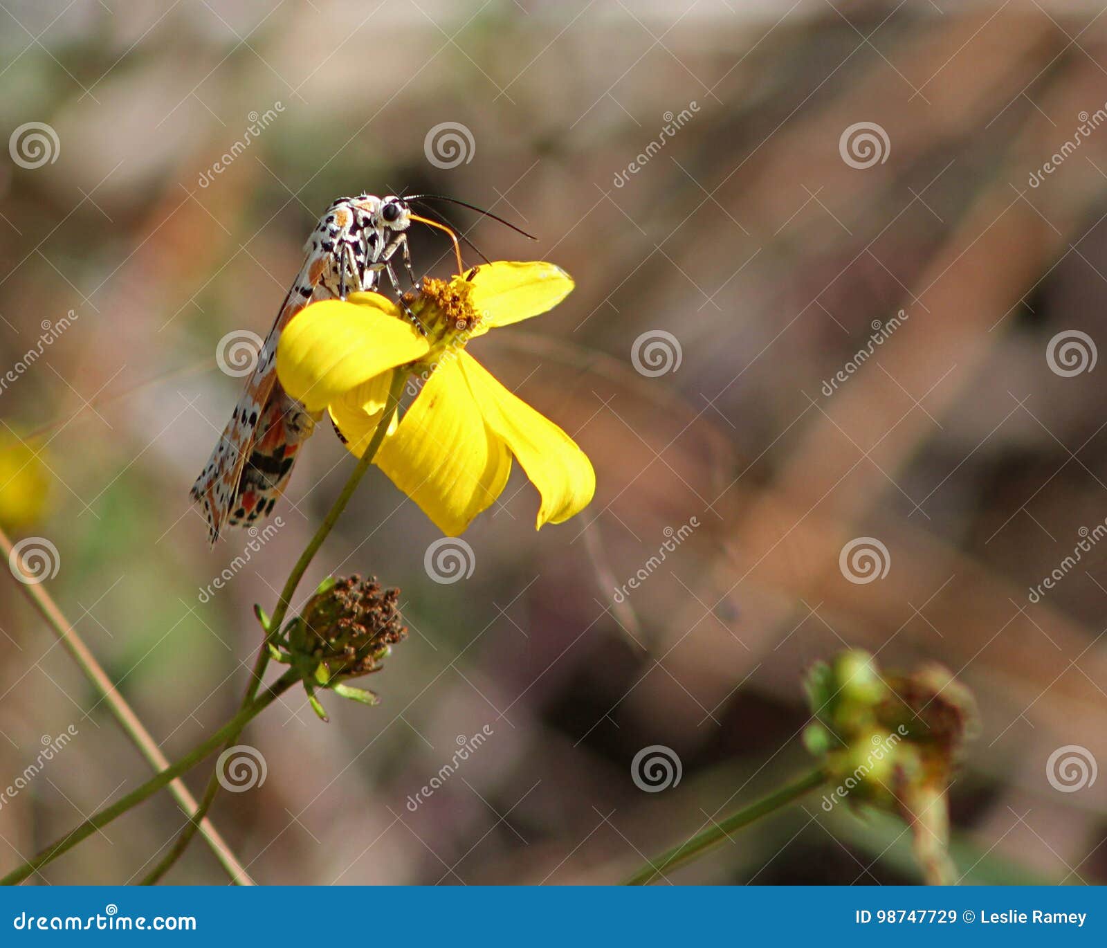 Bella Moth Pollinating Wildflower Imagen de archivo - Imagen de ...