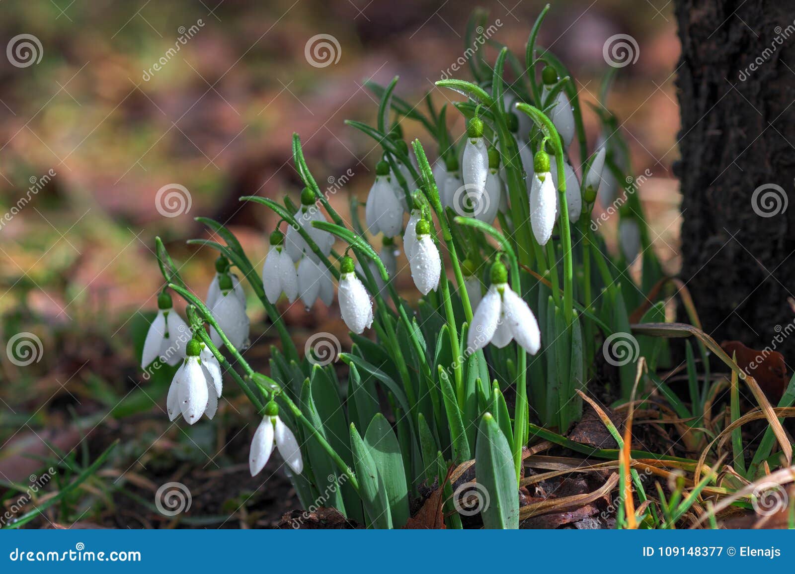 Bella Natura Morta Della Molla Con I Bucaneve Immagine Stock - Immagine ...