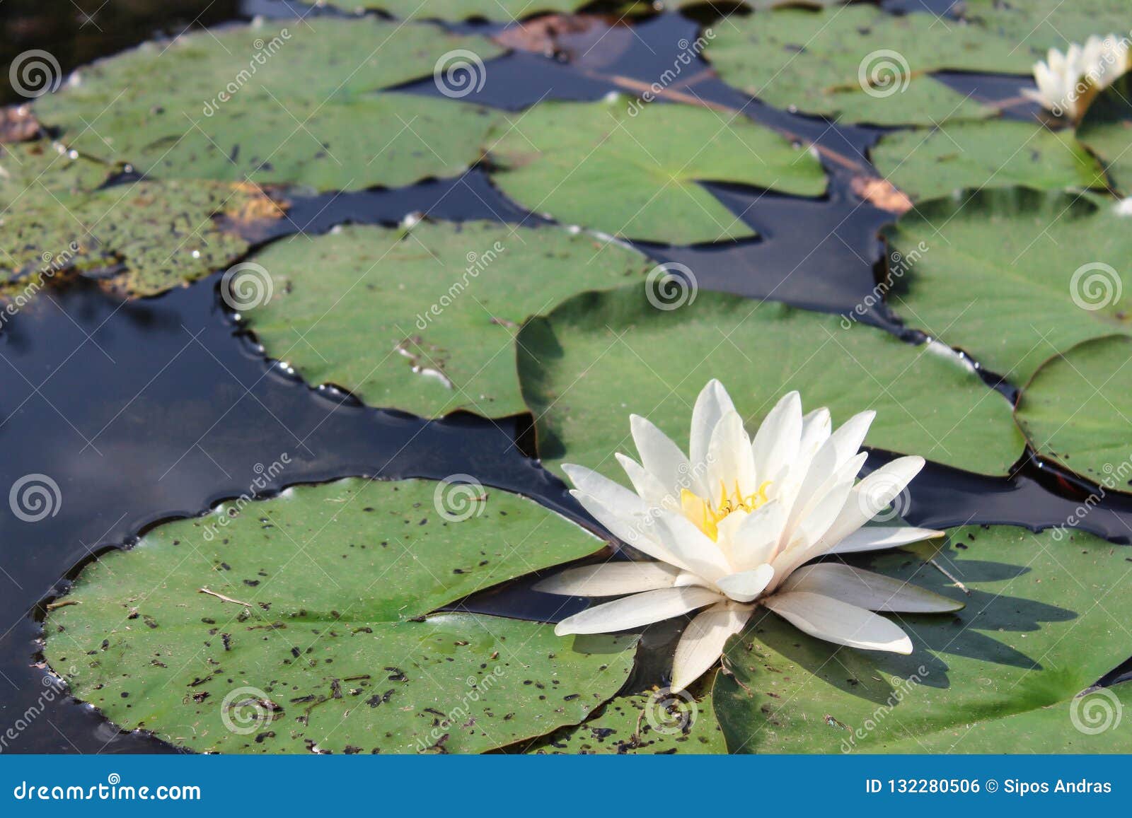 Bella ninfea magenta fotografia stock. Immagine di giallo - 132280506