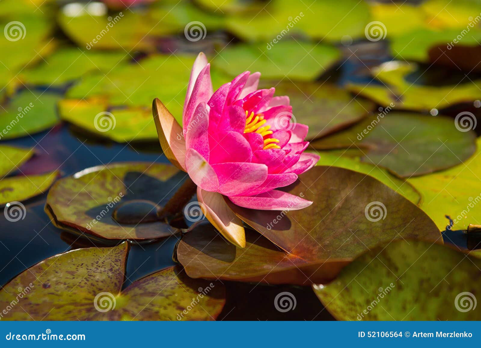 Bella ninfea rosa fotografia stock. Immagine di esotico - 52106564