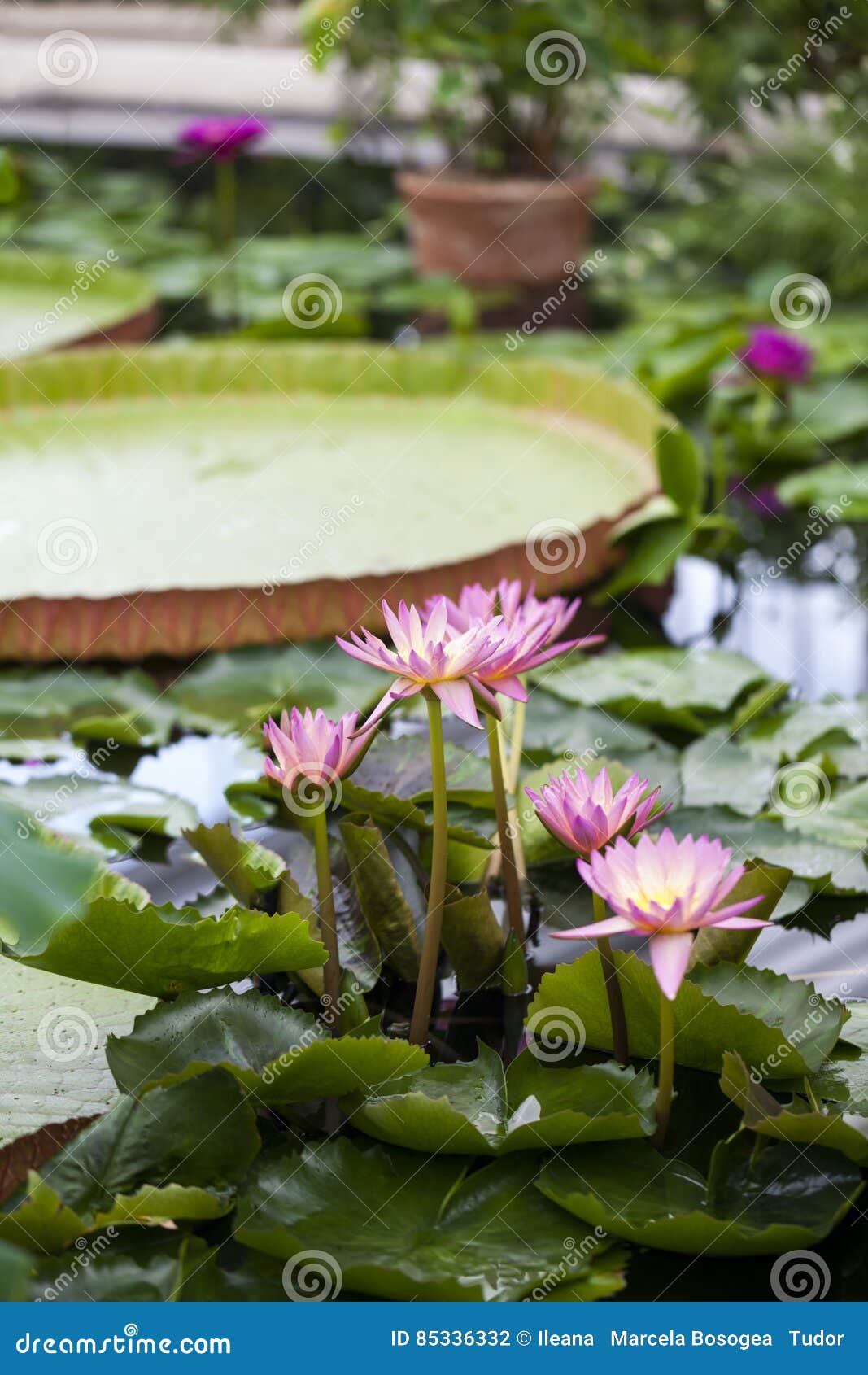 Bella, Ninfea Rosa Dai Giardini Di Kew Fotografia Stock - Immagine di ...
