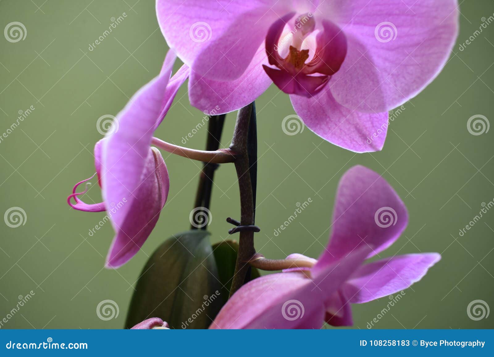 Bella orchidea viola immagine stock. Immagine di fiore - 108258183
