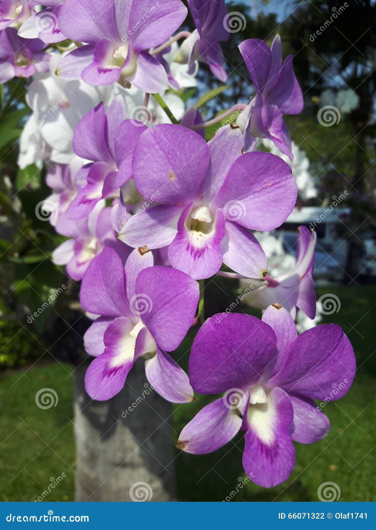 Bella orchidea viola fotografia editoriale. Immagine di giardino - 66071322