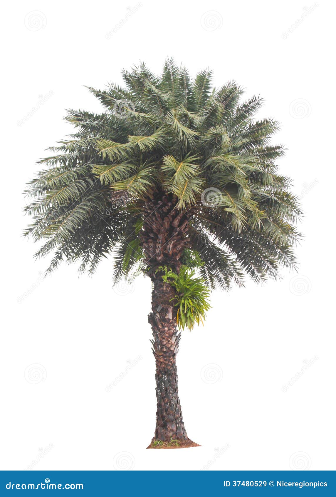 Bella palma verde immagine stock. Immagine di grande - 37480529